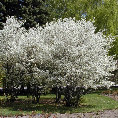 Price: €1.95 - CANADIAN SERVICEBERRY Seeds (Amelanchier Canadensis)