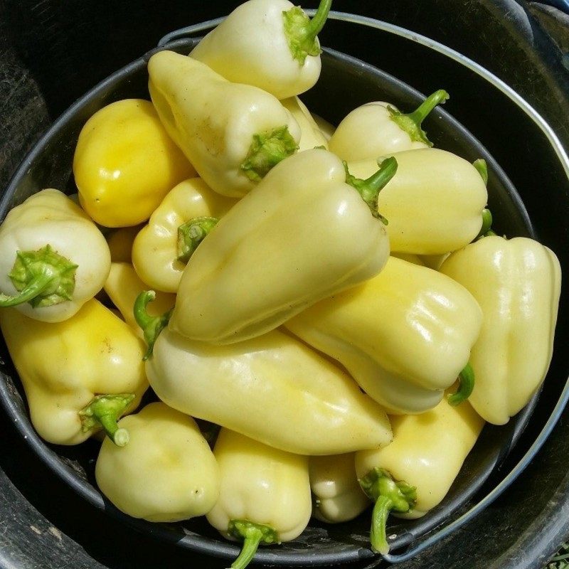 Preço: €1.85 - Sementes de pimenta doce Matica