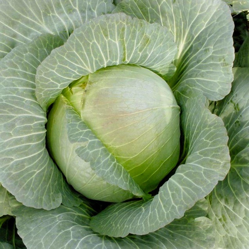 Prijs: €1.85 - Russian Cabbage Seeds Kharkov winter