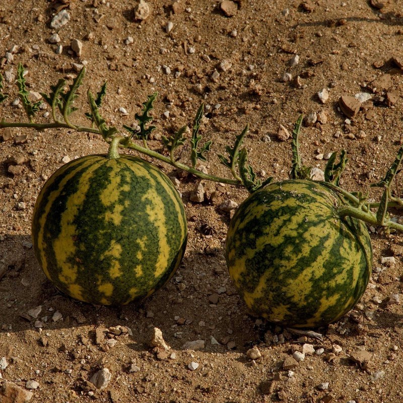Price: €1.95 - Desert Gourd, Colocynth Seeds (Citrullus colocynthis)