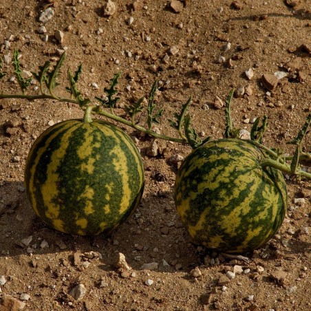 Desert Gourd, Colocynth Seeds (Citrullus colocynthis) - Price €1.95