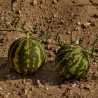 Price: €1.95 - Desert Gourd, Colocynth Seeds (Citrullus colocynthis)