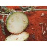 Price: €1.95 - Desert Gourd, Colocynth Seeds (Citrullus colocynthis)