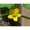 Price: €1.95 - Desert Gourd, Colocynth Seeds (Citrullus colocynthis)