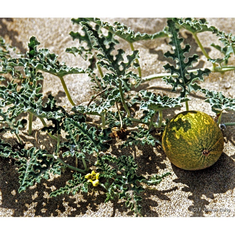 Desert Gourd, Colocynth Seeds (Citrullus colocynthis) Prijs: -€1.95