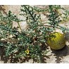 Price: €1.95 - Desert Gourd, Colocynth Seeds (Citrullus colocynthis)