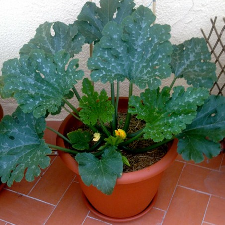 Romanesco cukkini mag - Ár: €1.95