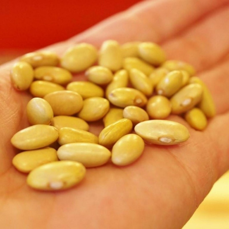 Cena: €1.75 – Seme pasulja Canario, Peruano, Peruanski pasulj