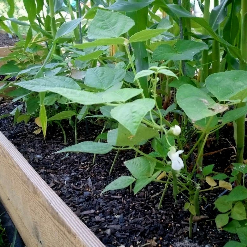 Cena: €1.75 – Seme pasulja Canario, Peruano, Peruanski pasulj