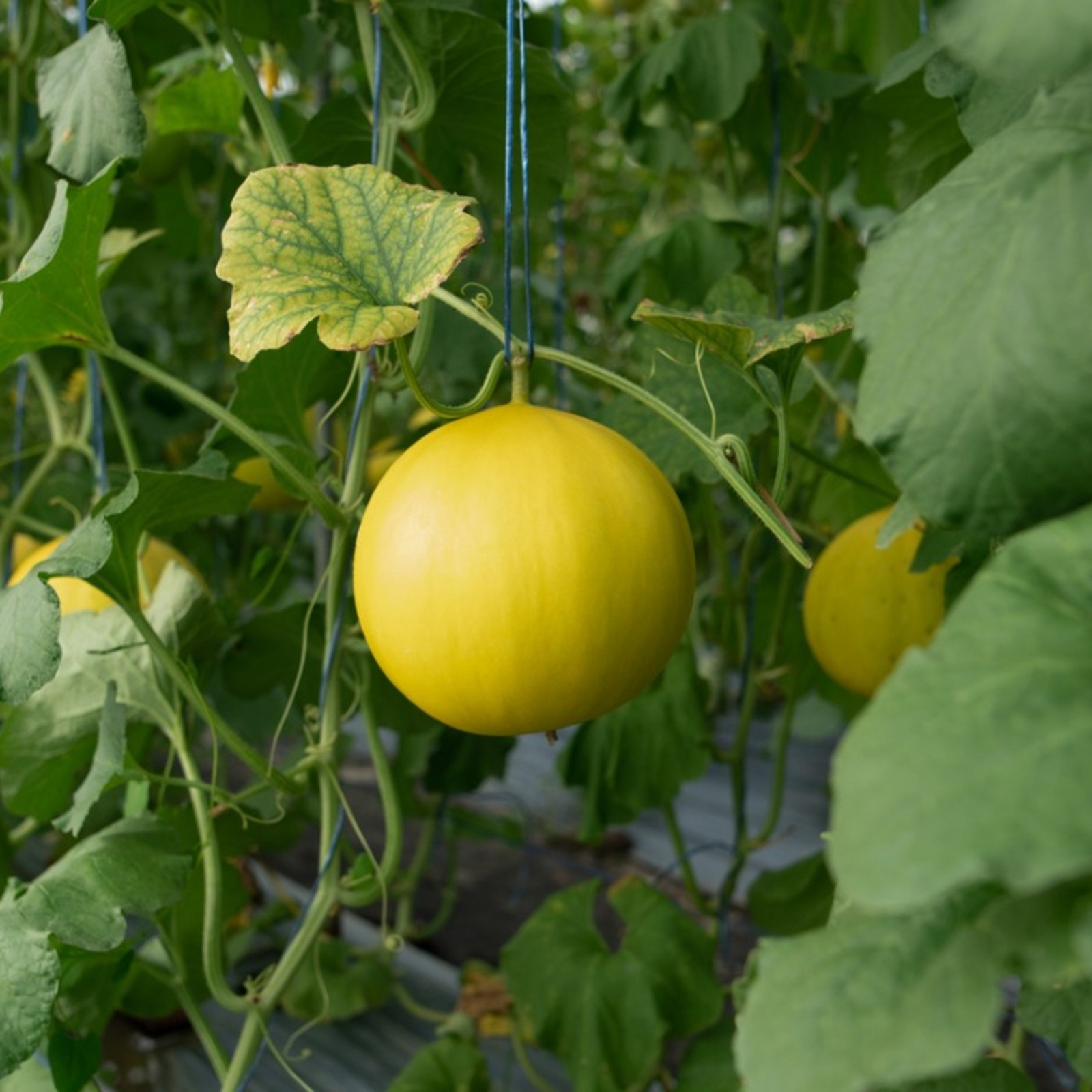 Seme Dinje Medna Rosa | 1,95 €🌸🌿🌱🌳🌼