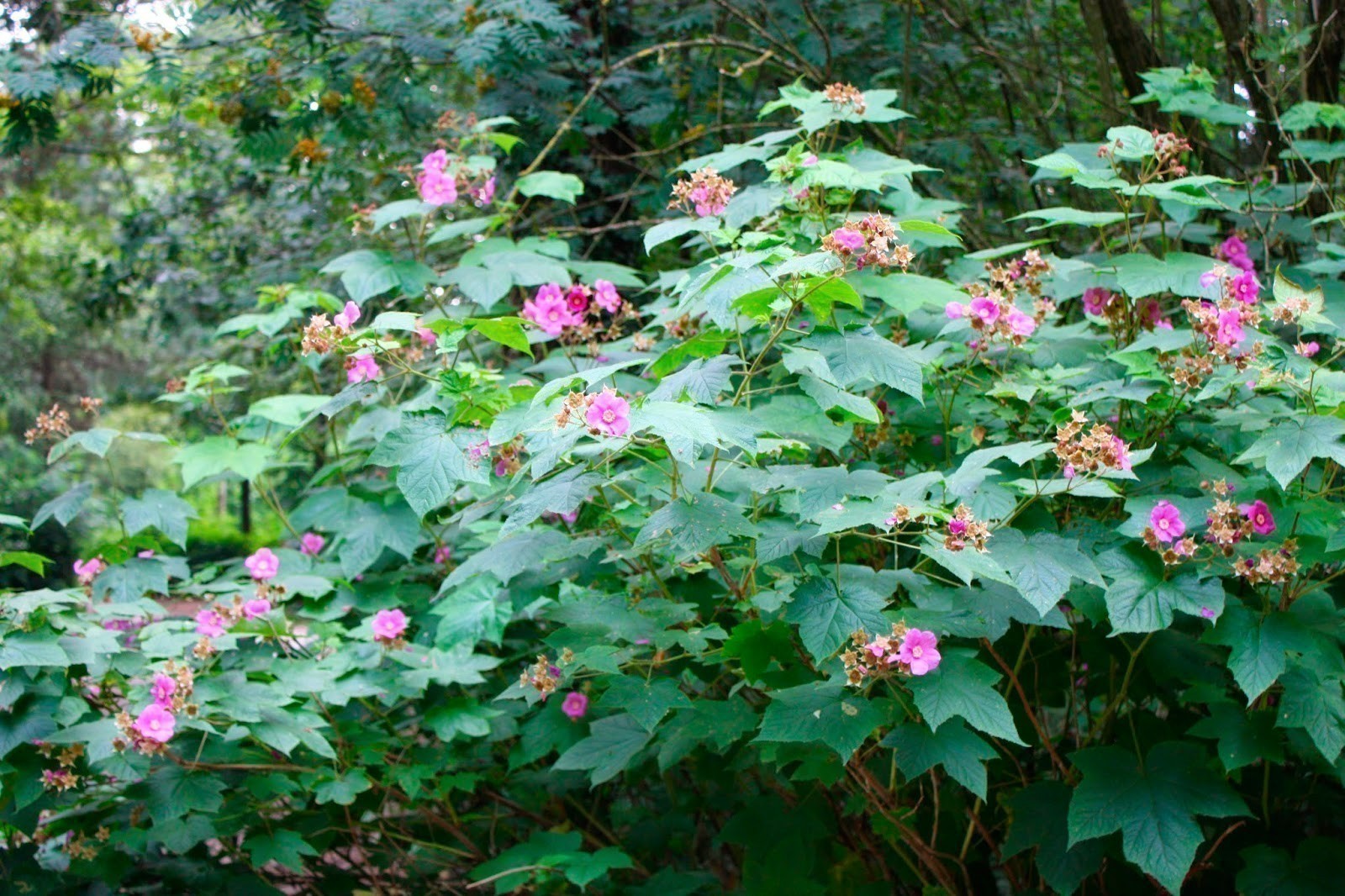 Price: €2.25 - Purple Flowered Raspberry Seeds (Rubus Odoratus)