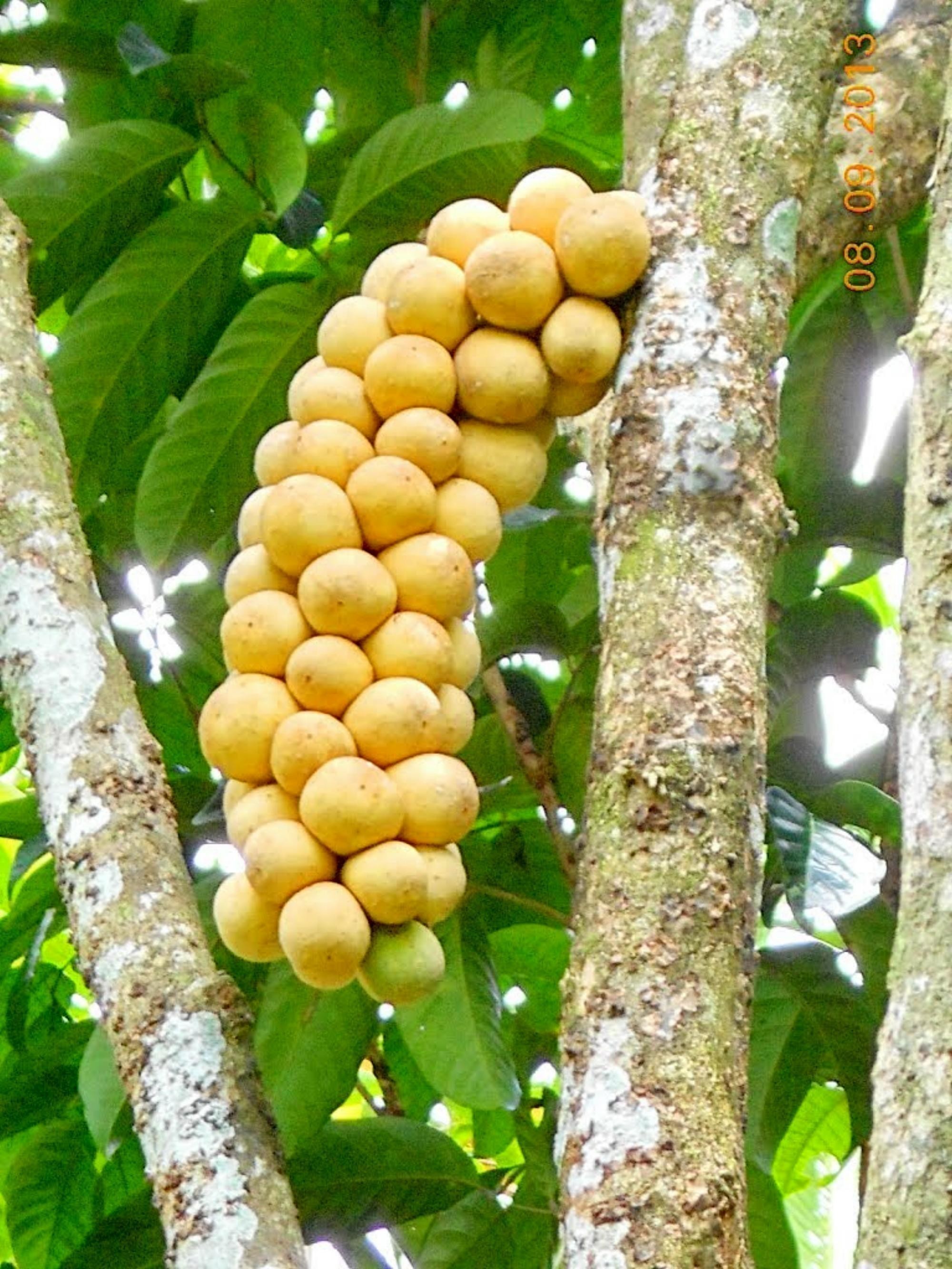 Langsat - Lanzones Seeds (Lansium parasiticum) | €4.95🌸🌿🌱🌳🌼