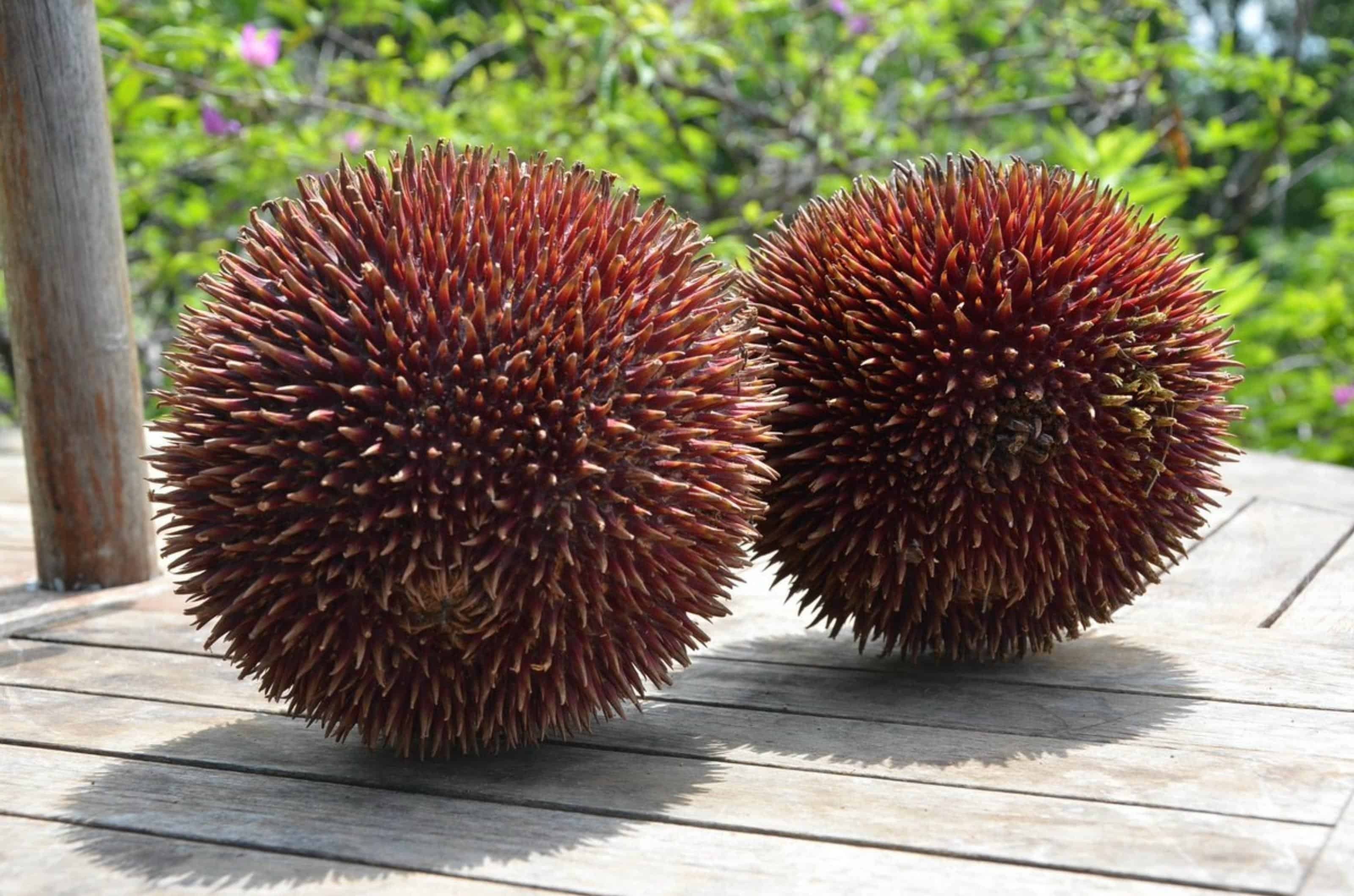 Red Durian Seeds, Durian Marangang (Durio dulcis) | €12.50🌸🌿🌱🌳🌼