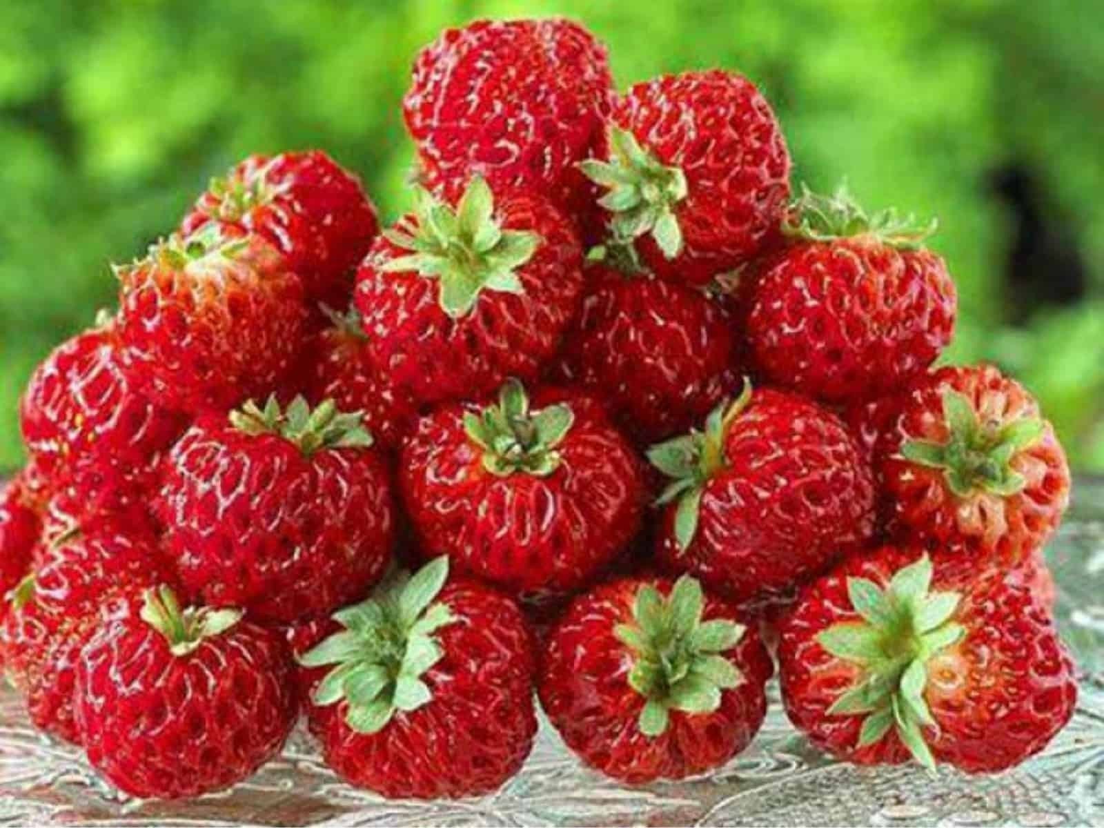 Rare “Framberry” Strawberrie Seeds “RED DREAM” | €4.00🌸🌿🌱🌳🌼