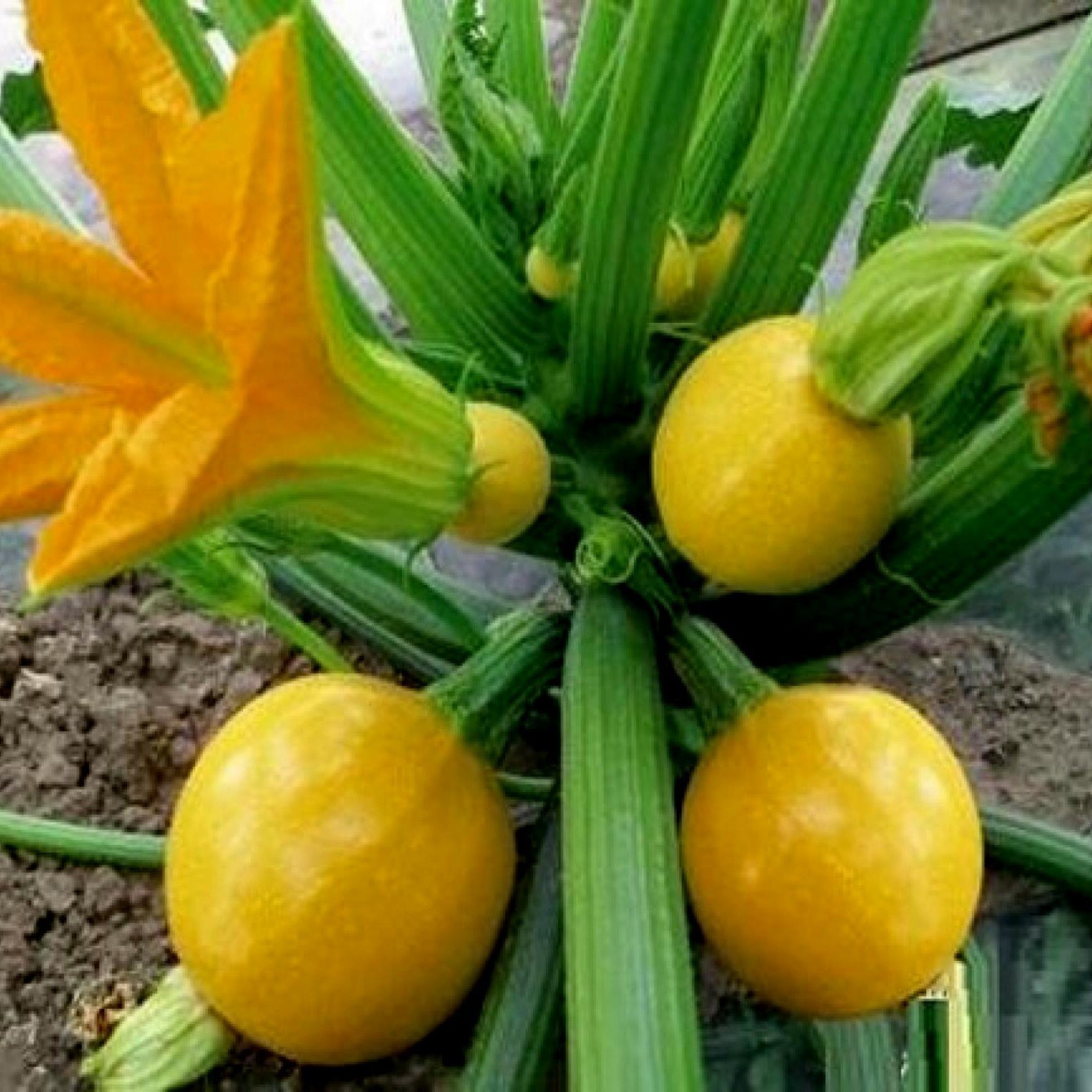 Yellow Round Squash - Zucchini Seeds | €1.95🌸🌿🌱🌳🌼