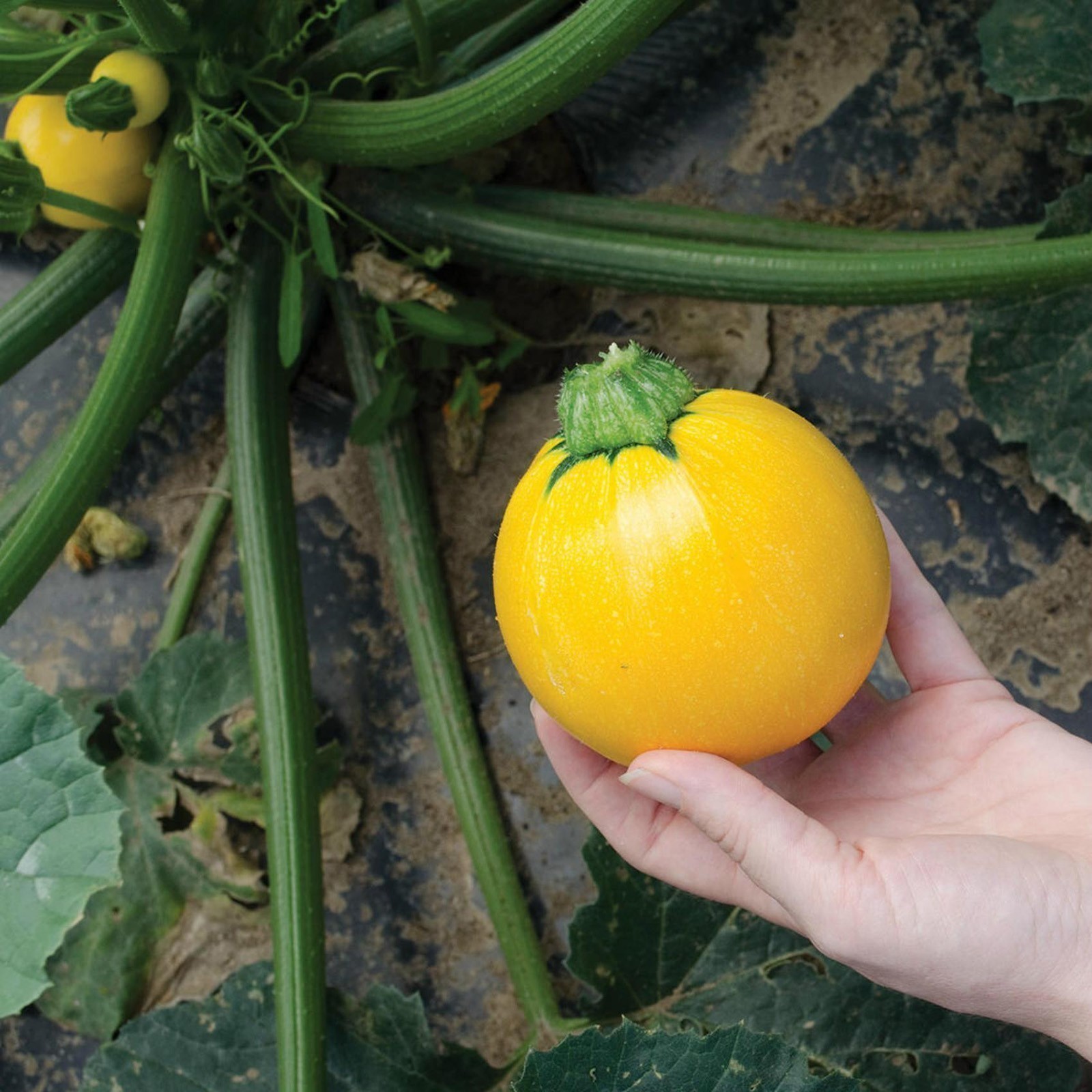 Yellow Round Squash - Zucchini Seeds | €1.95🌸🌿🌱🌳🌼